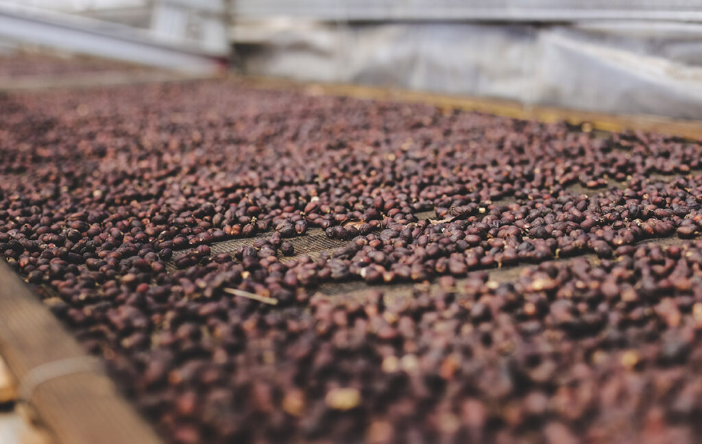 The A – Z of Coffee Bean Processing – Washing & Drying - Dark Tusk